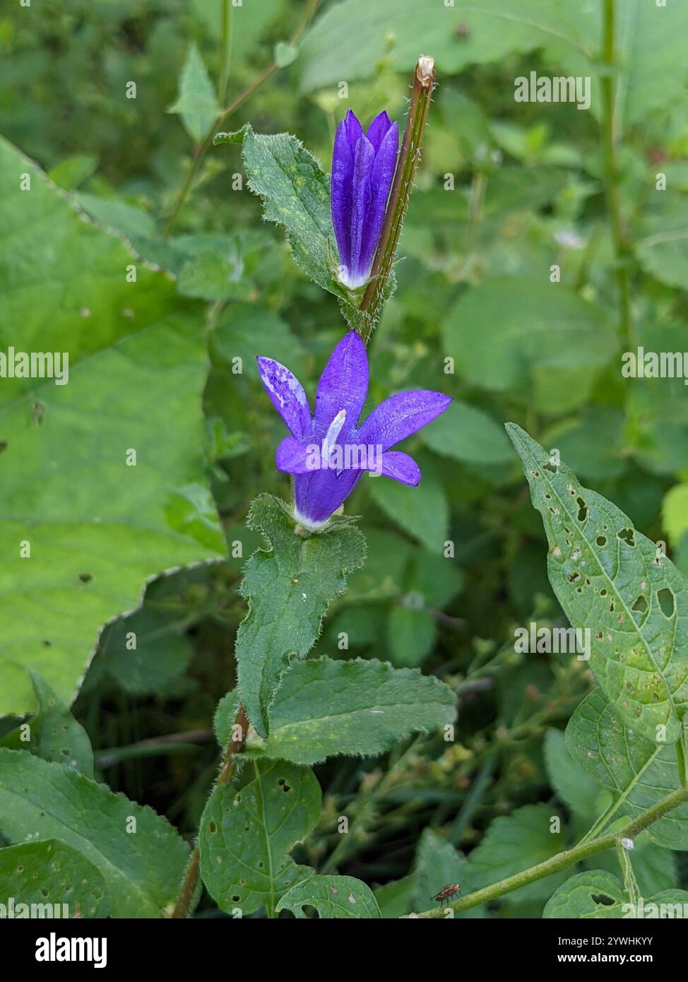 clustered bellflower (Campanula glomerata Stock Photo - Alamy