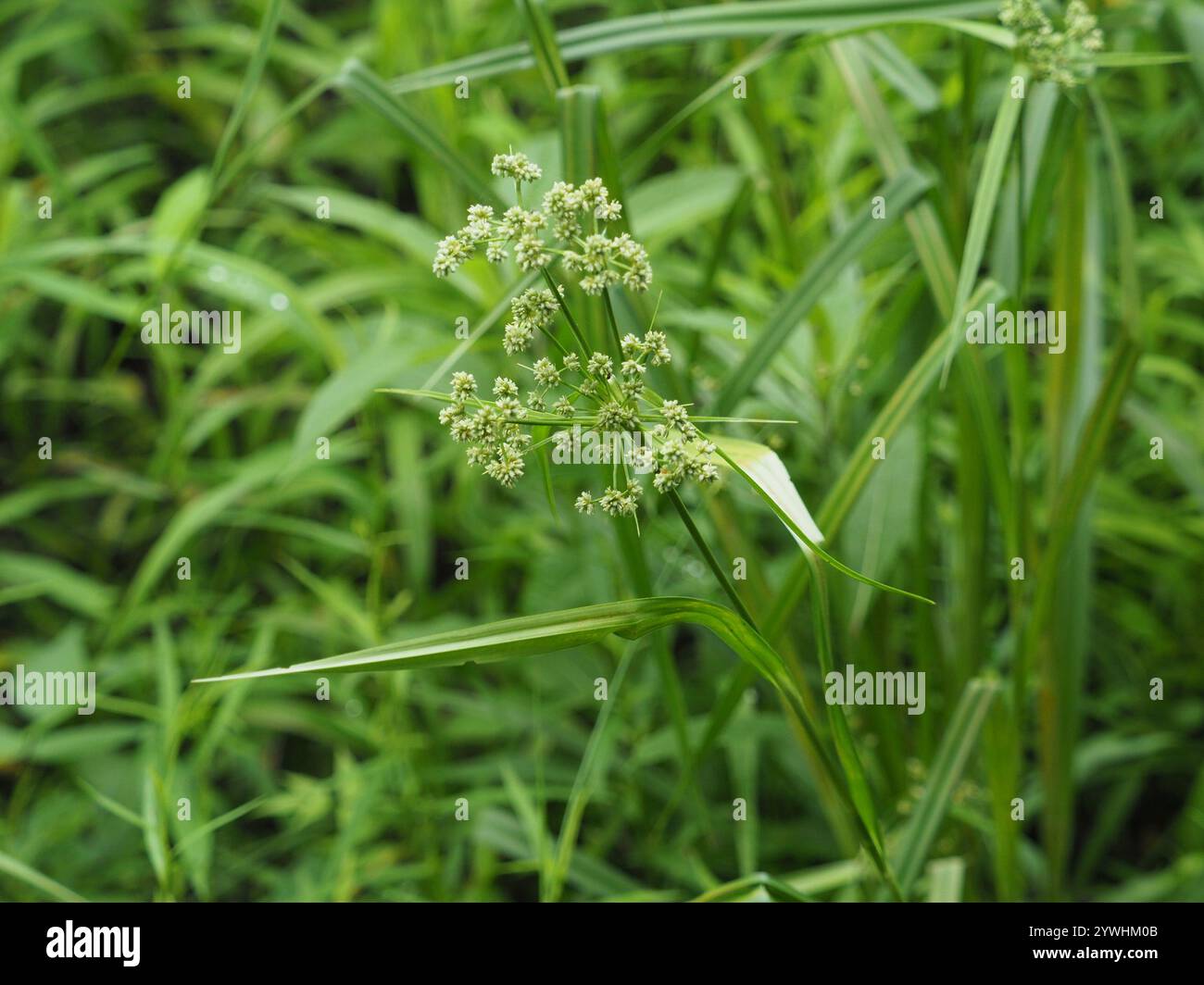 dark green bulrush (Scirpus atrovirens Stock Photo - Alamy