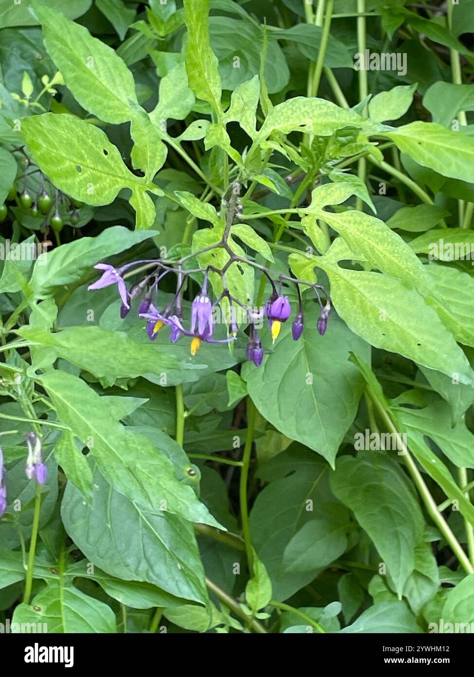 bittersweet nightshade (Solanum dulcamara Stock Photo - Alamy