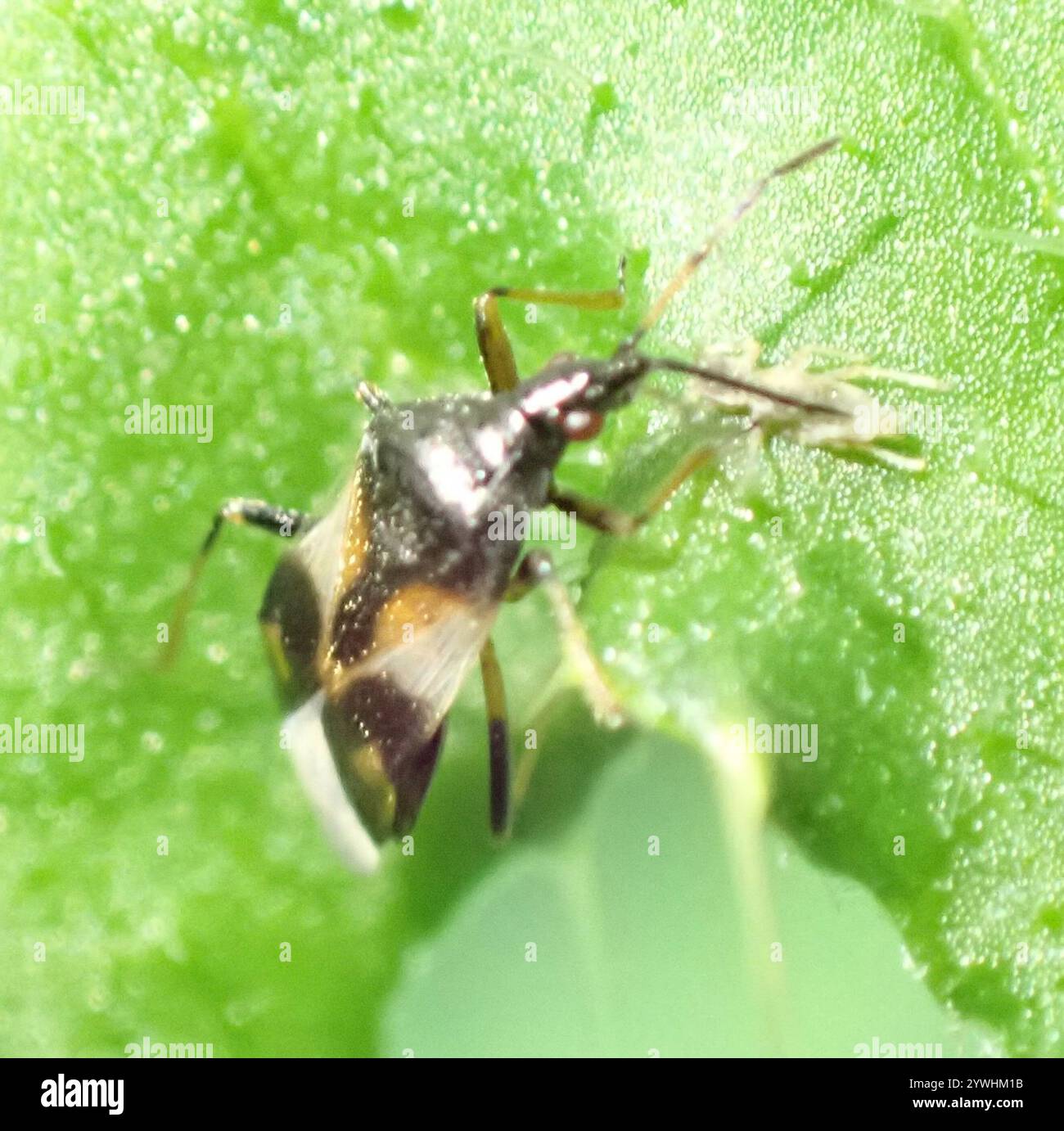 Common Flowerbug (Anthocoris nemorum Stock Photo - Alamy