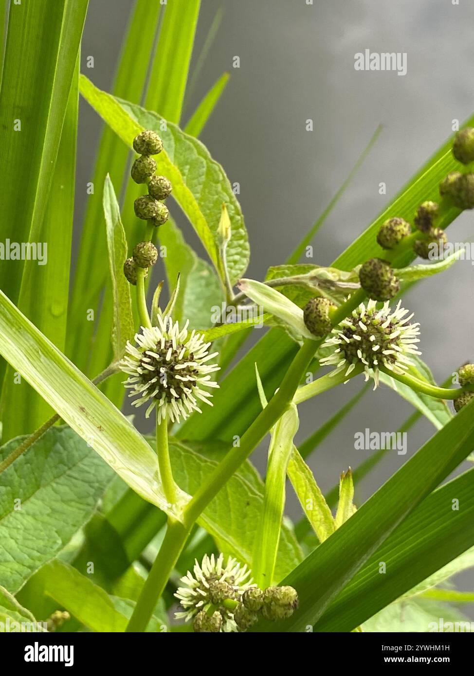 Branched Bur-reed (Sparganium erectum Stock Photo - Alamy