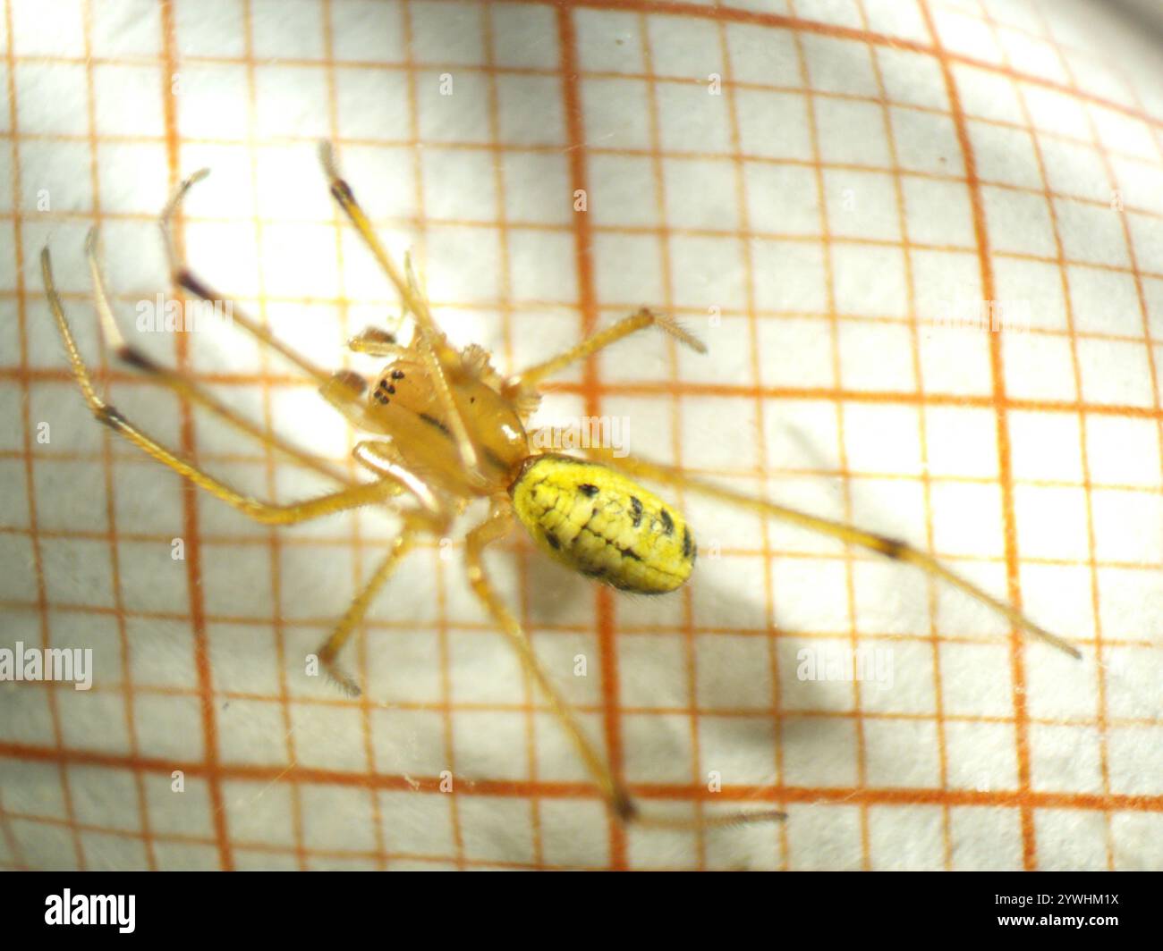 Candy-striped Spider complex (Enoplognatha ovata Stock Photo - Alamy