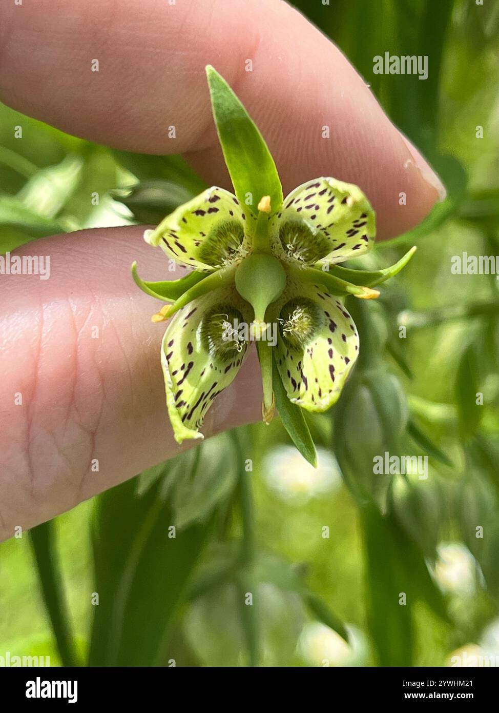 American columbo (Frasera caroliniensis Stock Photo - Alamy