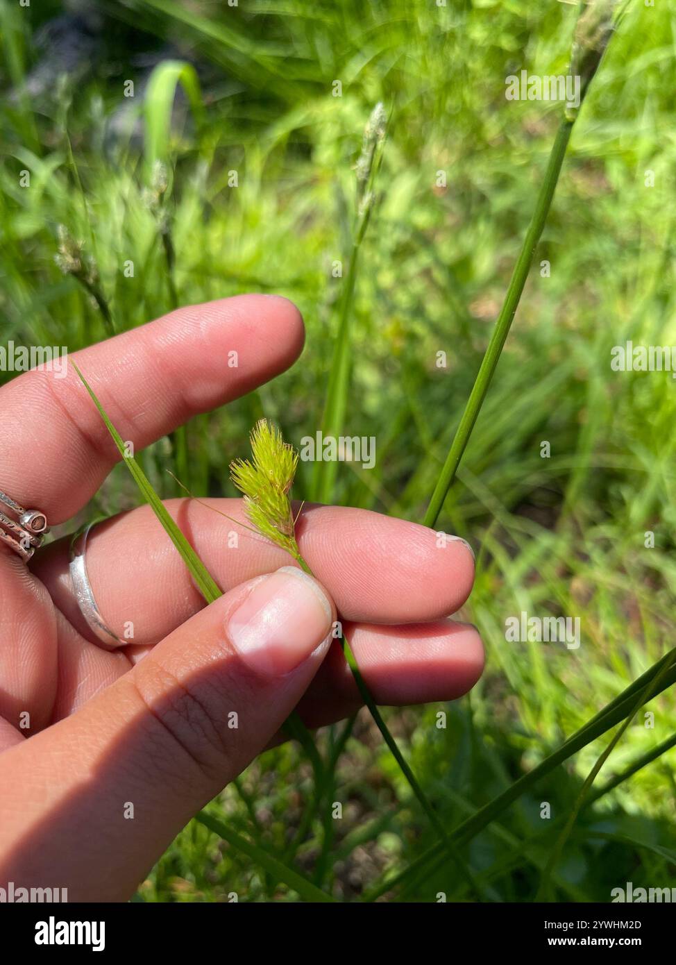 pointed broom sedge (Carex scoparia Stock Photo - Alamy