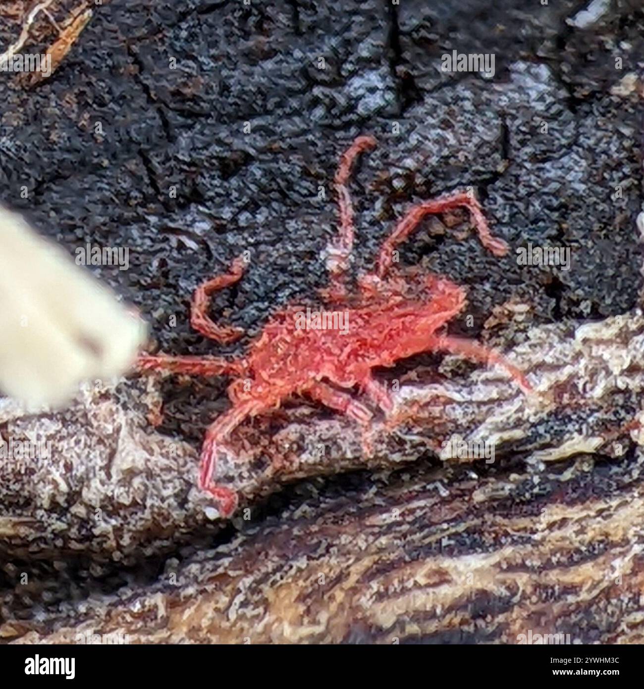 True Velvet Mites (Trombidiidae Stock Photo - Alamy