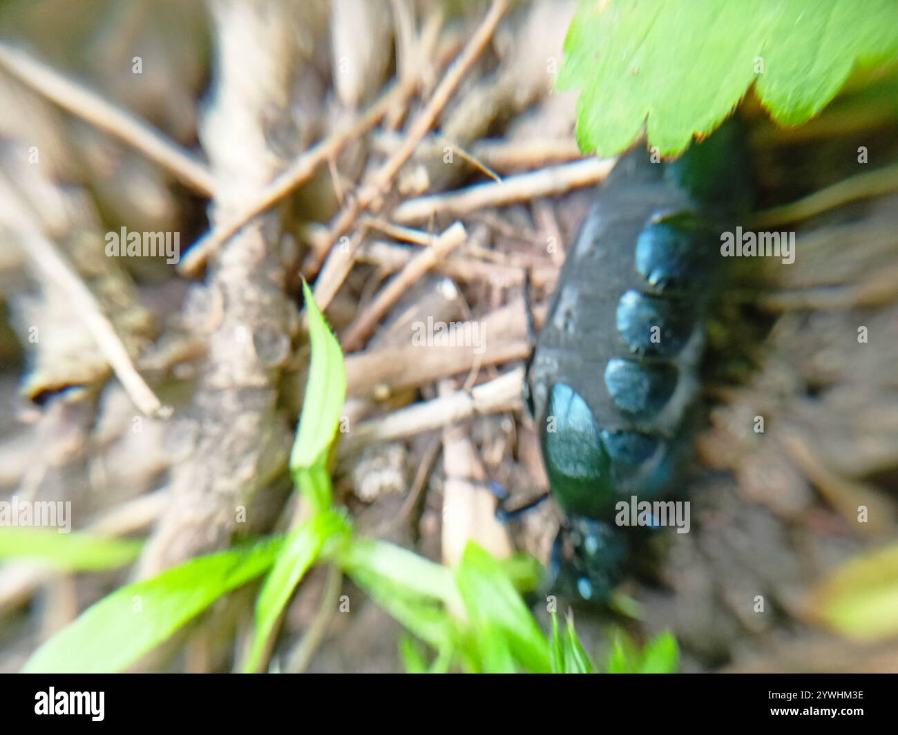 Violet Oil Beetle (Meloe violaceus Stock Photo - Alamy