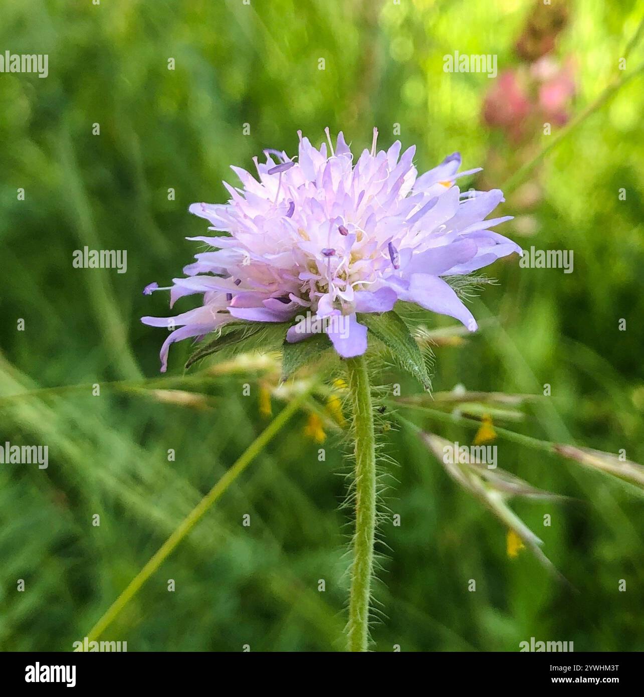 Field Scabious (Knautia arvensis Stock Photo - Alamy