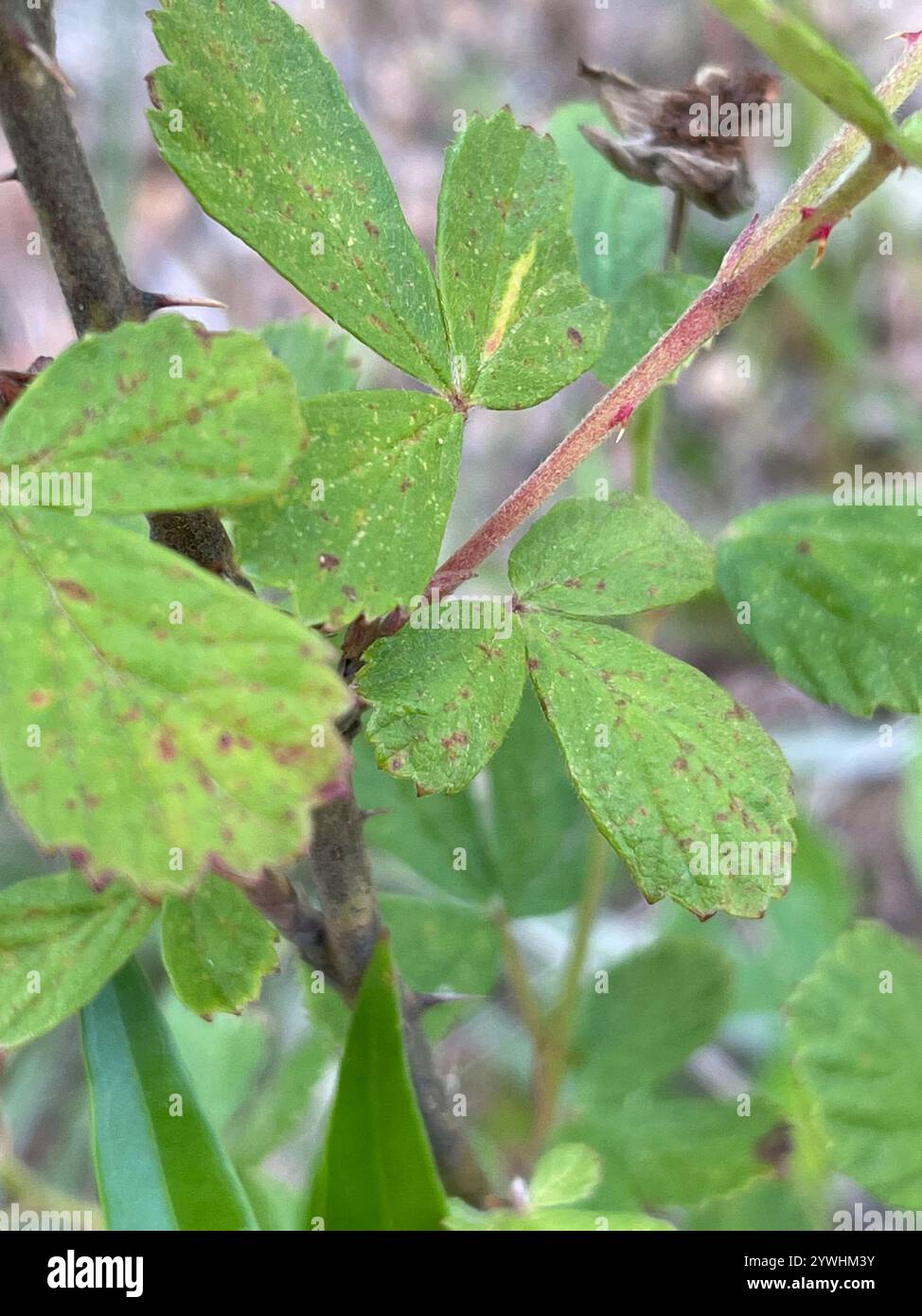 Rubus cuneifolius hi-res stock photography and images - Alamy