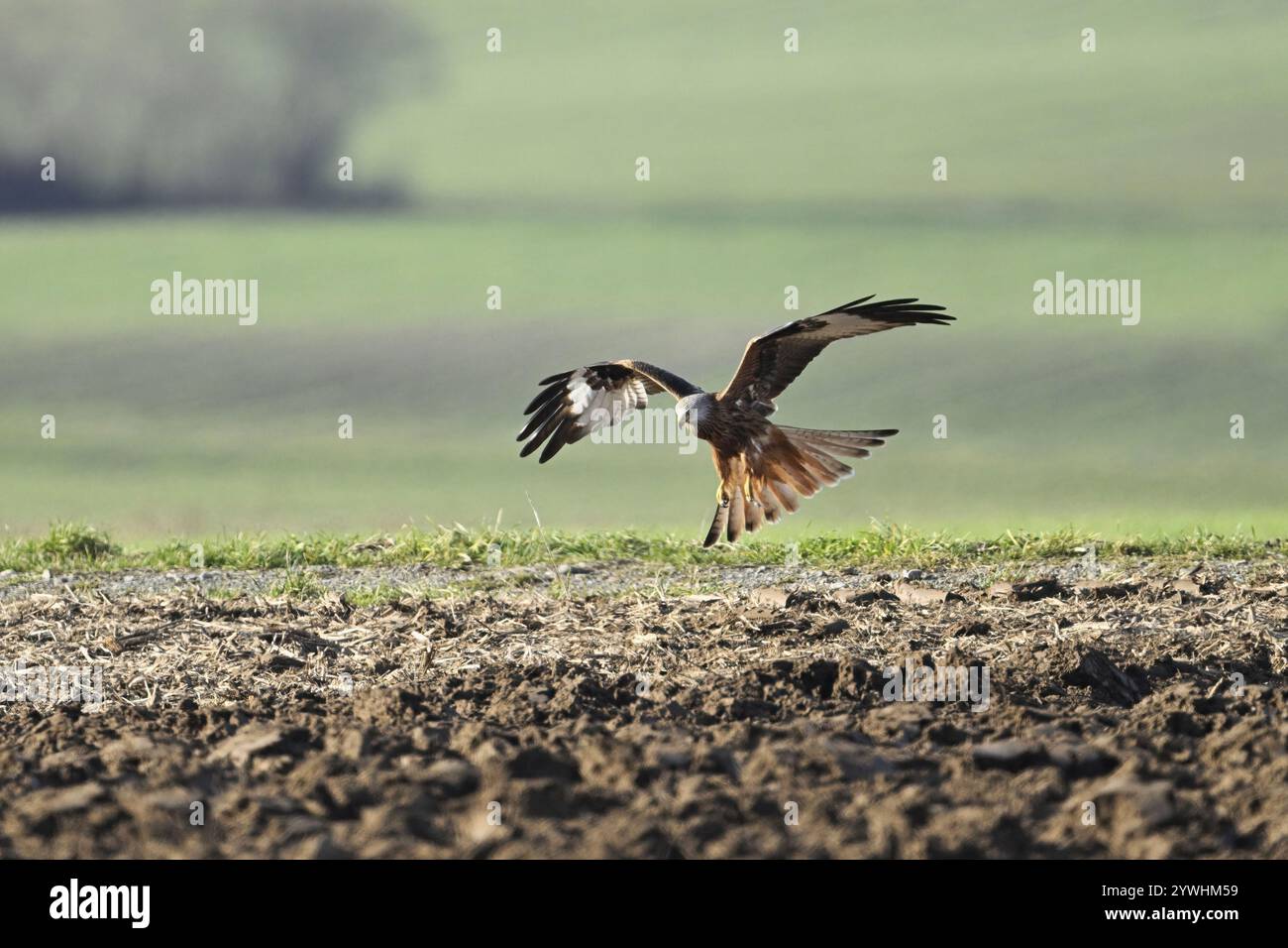 Red Kite, Red Kite, Montagu's Harrier, Montagu's Harrier (Milvus milvus ...