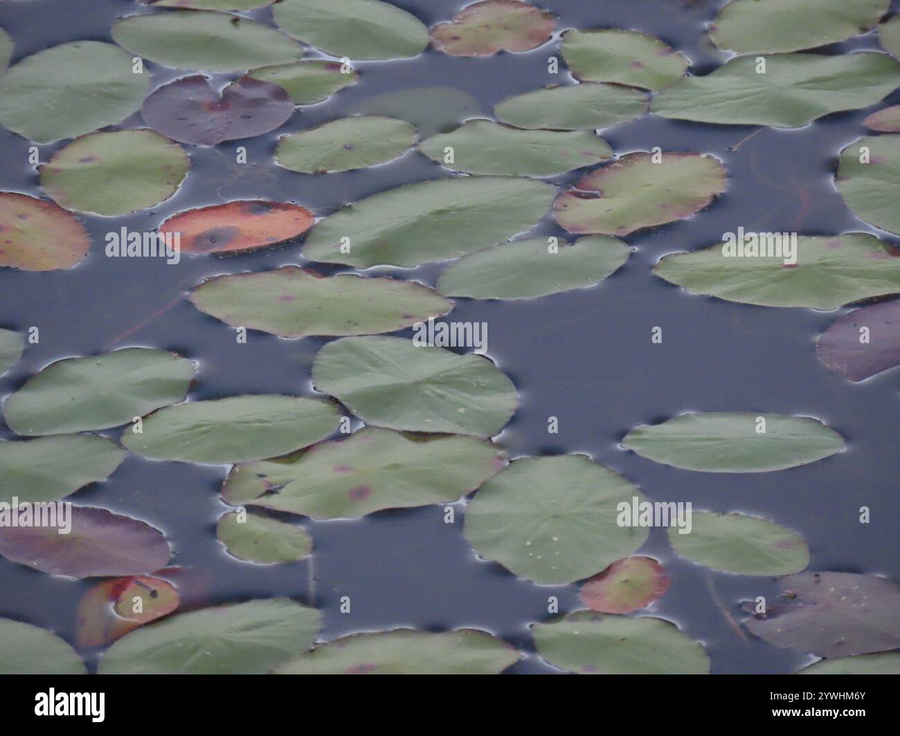 Watershield (Brasenia schreberi Stock Photo - Alamy