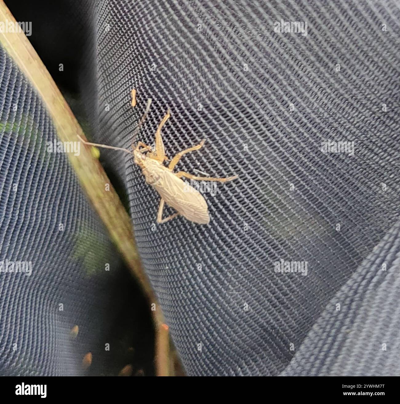 Broad Damsel Bug (Nabis flavomarginatus Stock Photo - Alamy
