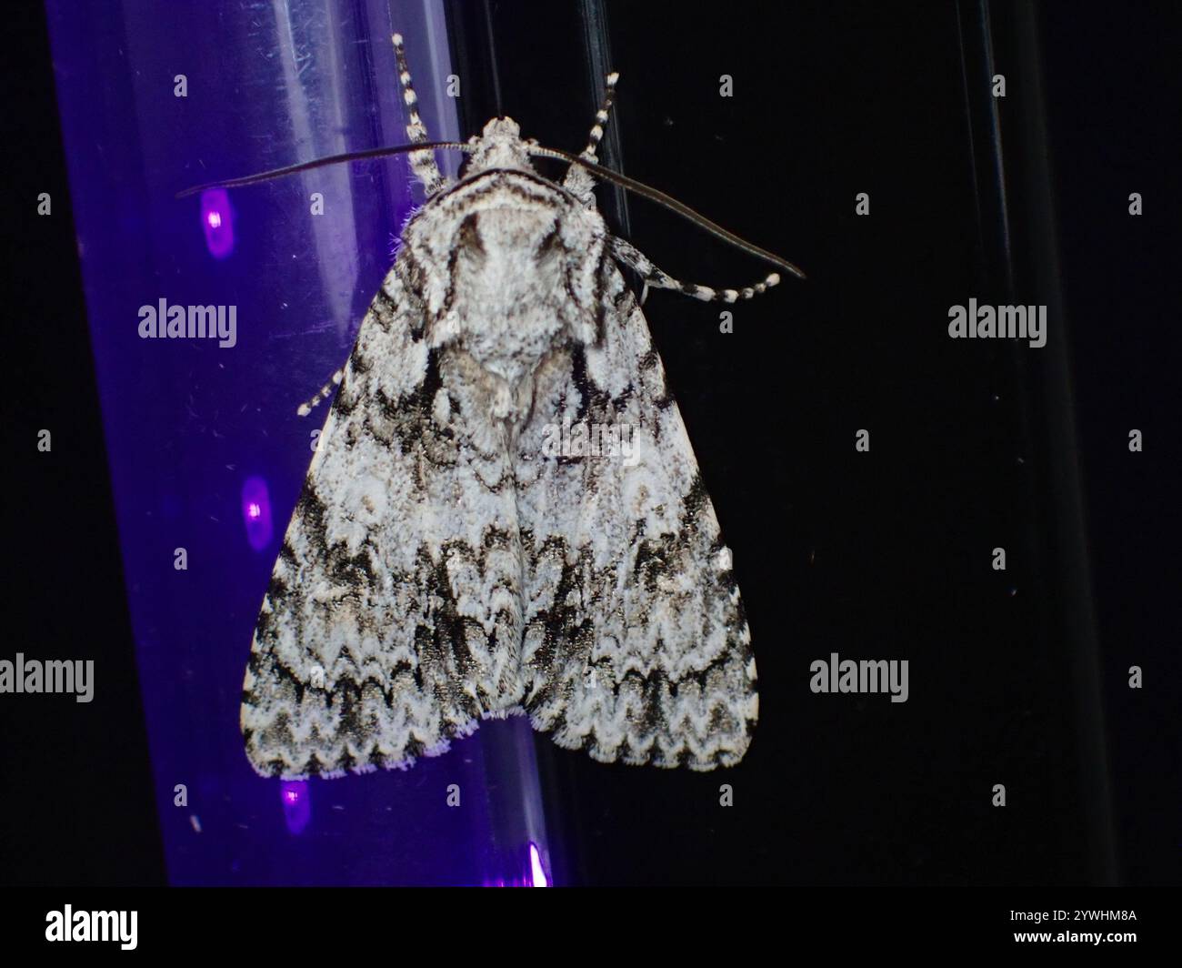 Marbled Oak Dagger (Acronicta marmorata Stock Photo - Alamy
