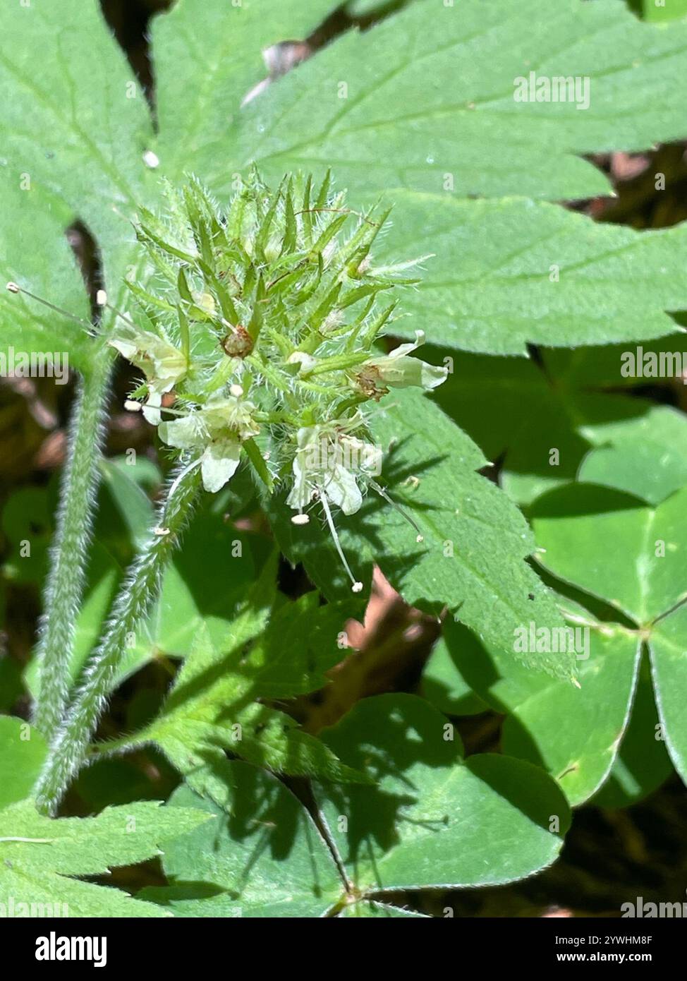 Hydrophyllum tenuipes hi-res stock photography and images - Alamy