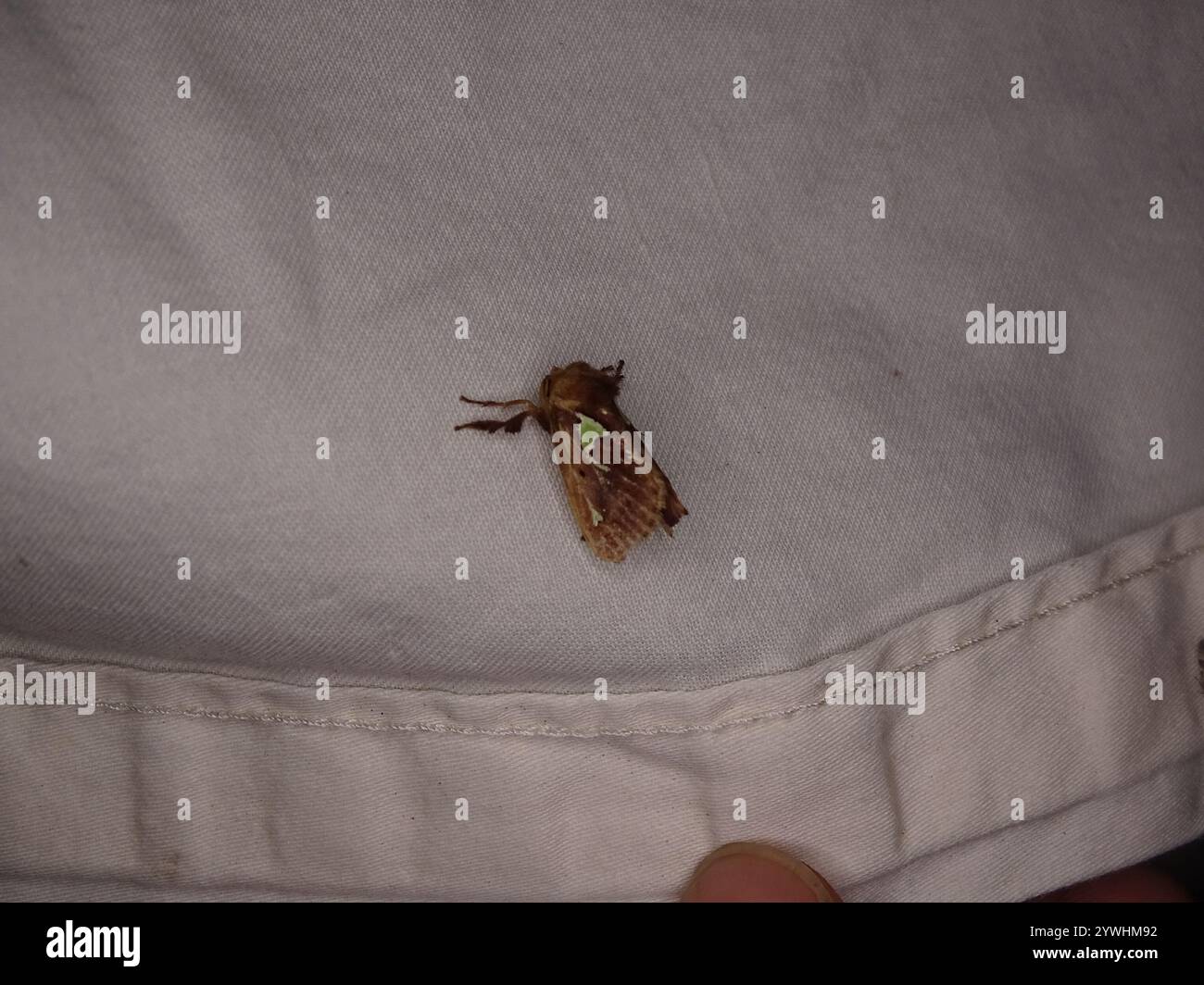 Spiny Oak-slug Moth (Euclea delphinii Stock Photo - Alamy