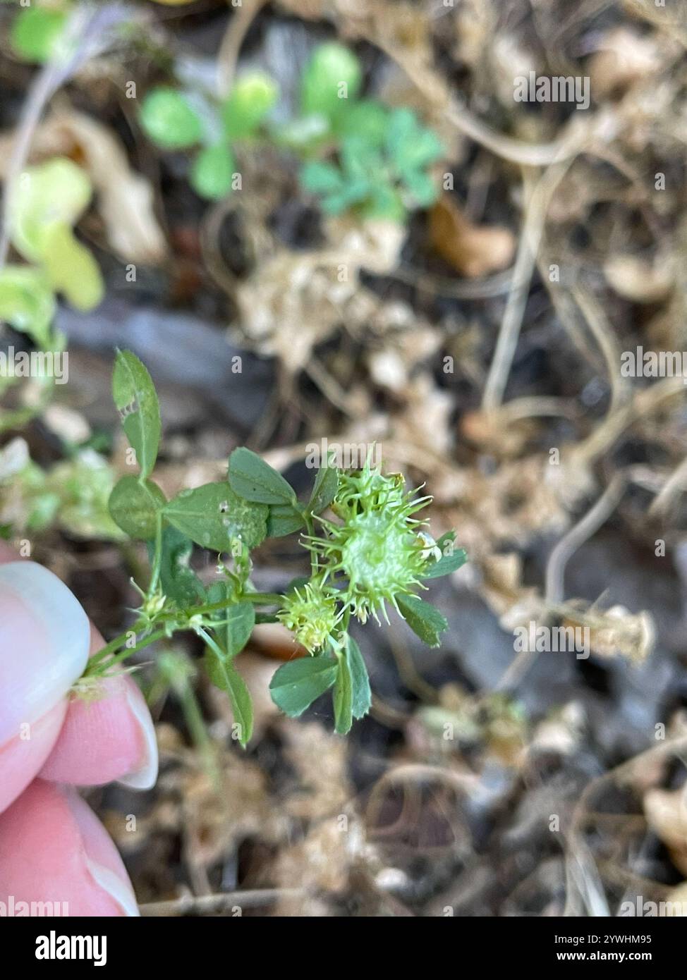 bur clover (Medicago polymorpha Stock Photo - Alamy
