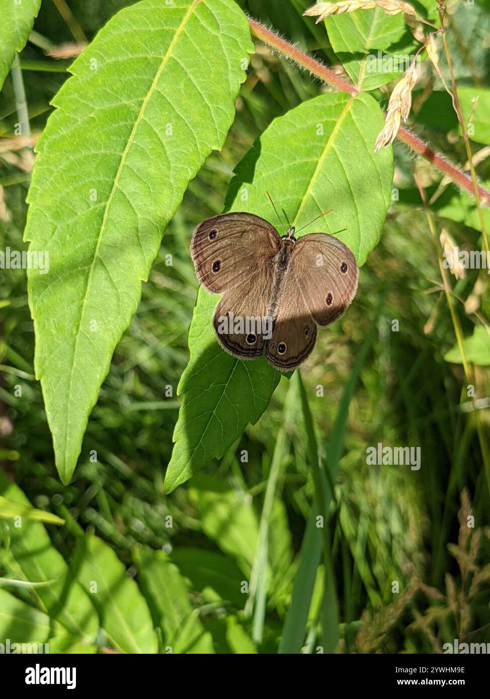 Little Wood Satyr (Megisto cymela Stock Photo - Alamy
