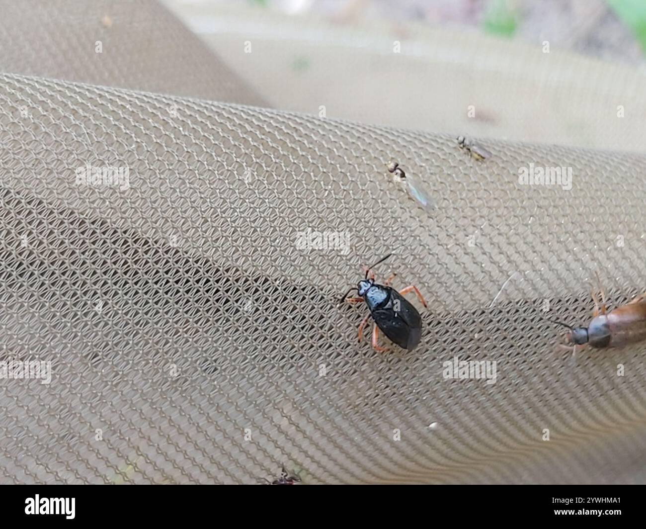 True Bugs (Heteroptera Stock Photo - Alamy