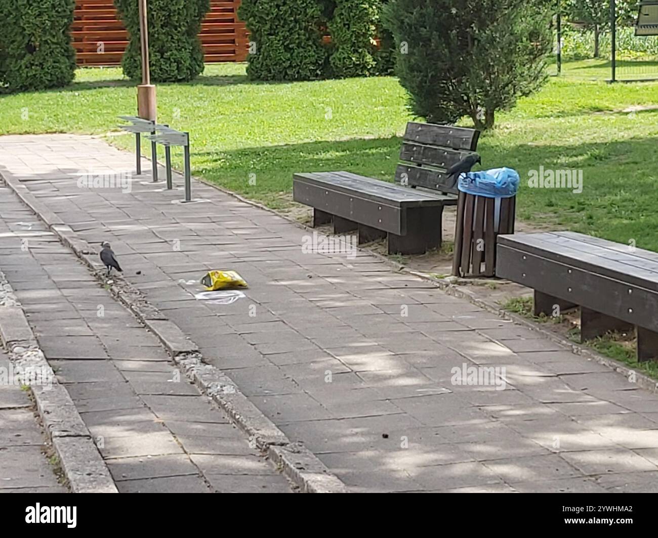 Eurasian Jackdaw (Coloeus monedula Stock Photo - Alamy