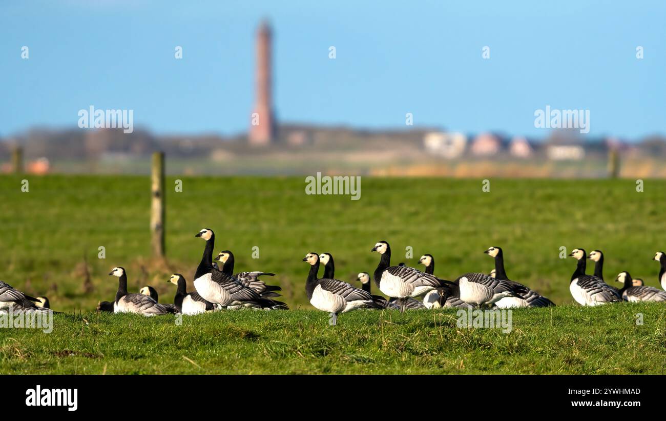 Barnacle geese resting and grazing on a lush green field with scenic ...