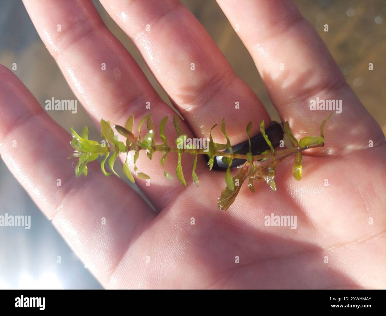 Canadian Waterweed (Elodea canadensis Stock Photo - Alamy