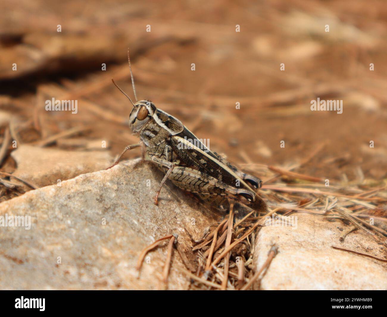 Italian locust (Calliptamus italicus Stock Photo - Alamy
