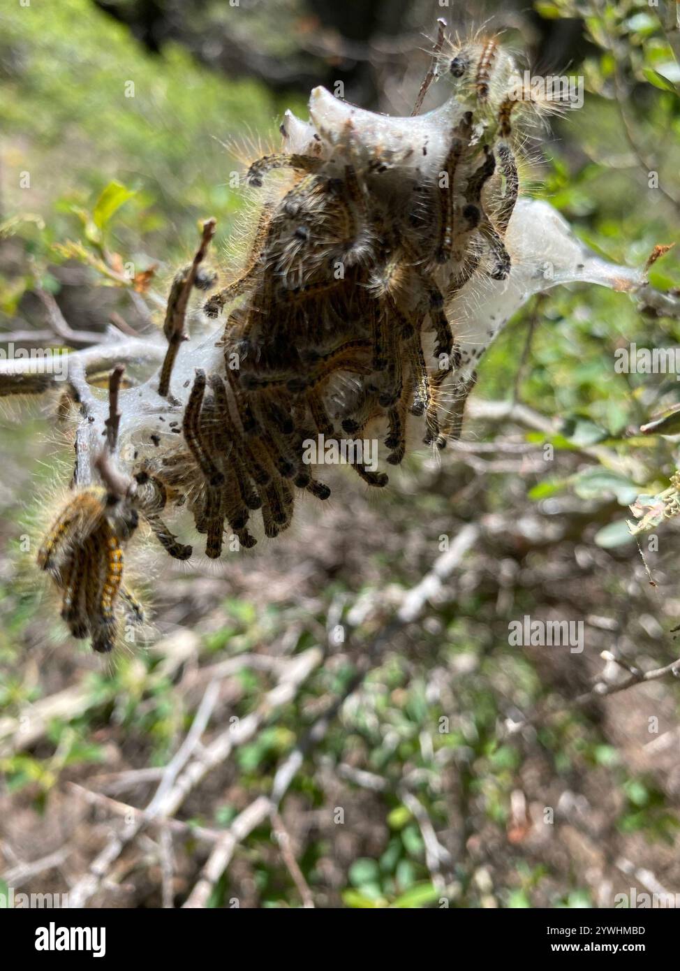 Western Tent Caterpillar Moth (Malacosoma californica Stock Photo - Alamy