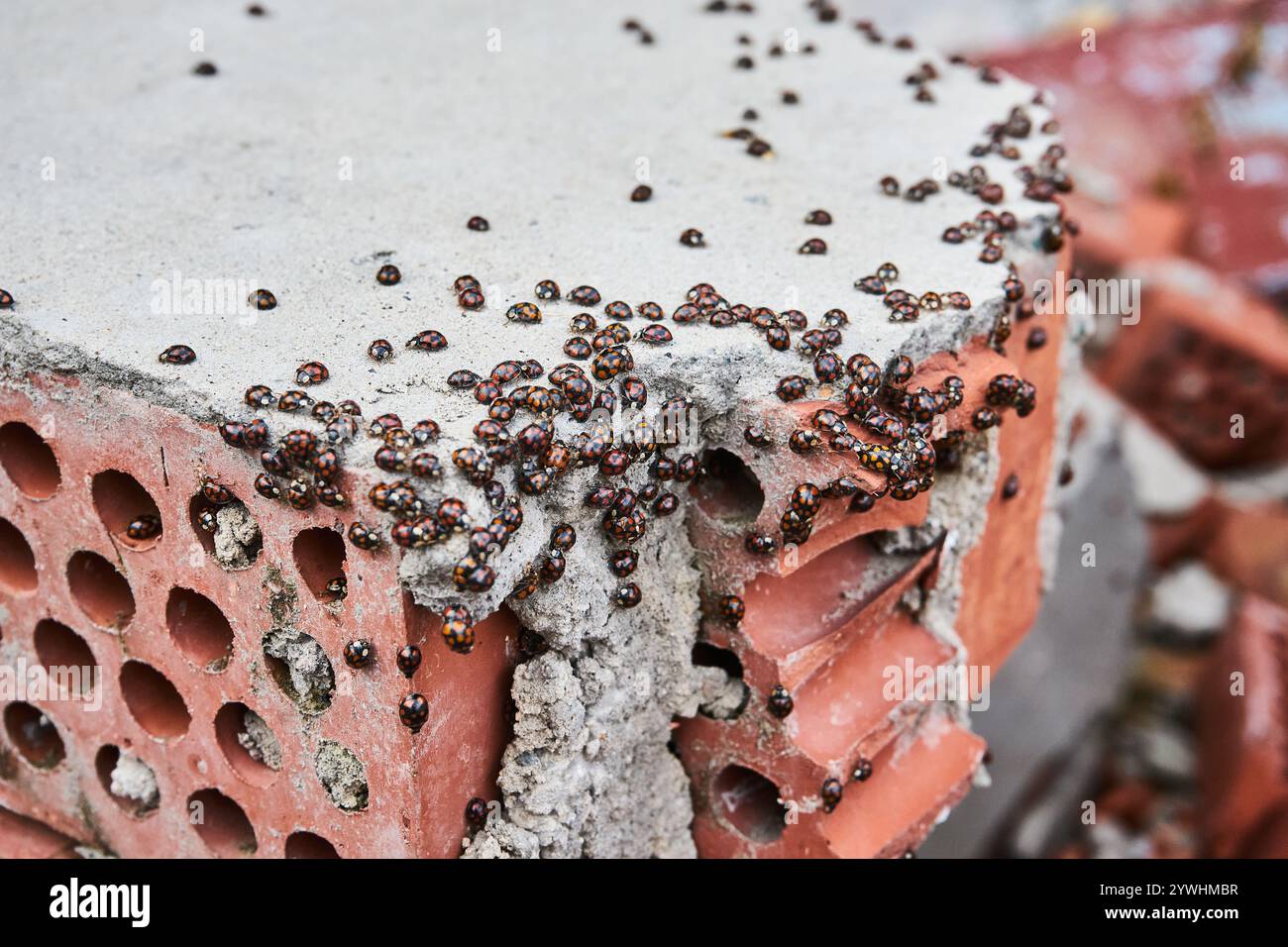 ladybug insect invasion. A lot of coccinellids, infestation of beetles ...