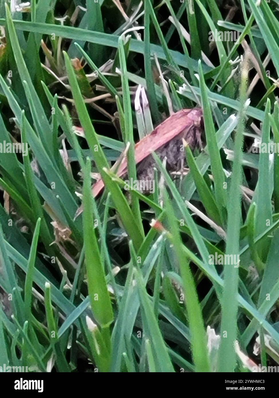 Wedgling Moth (Galgula partita Stock Photo - Alamy