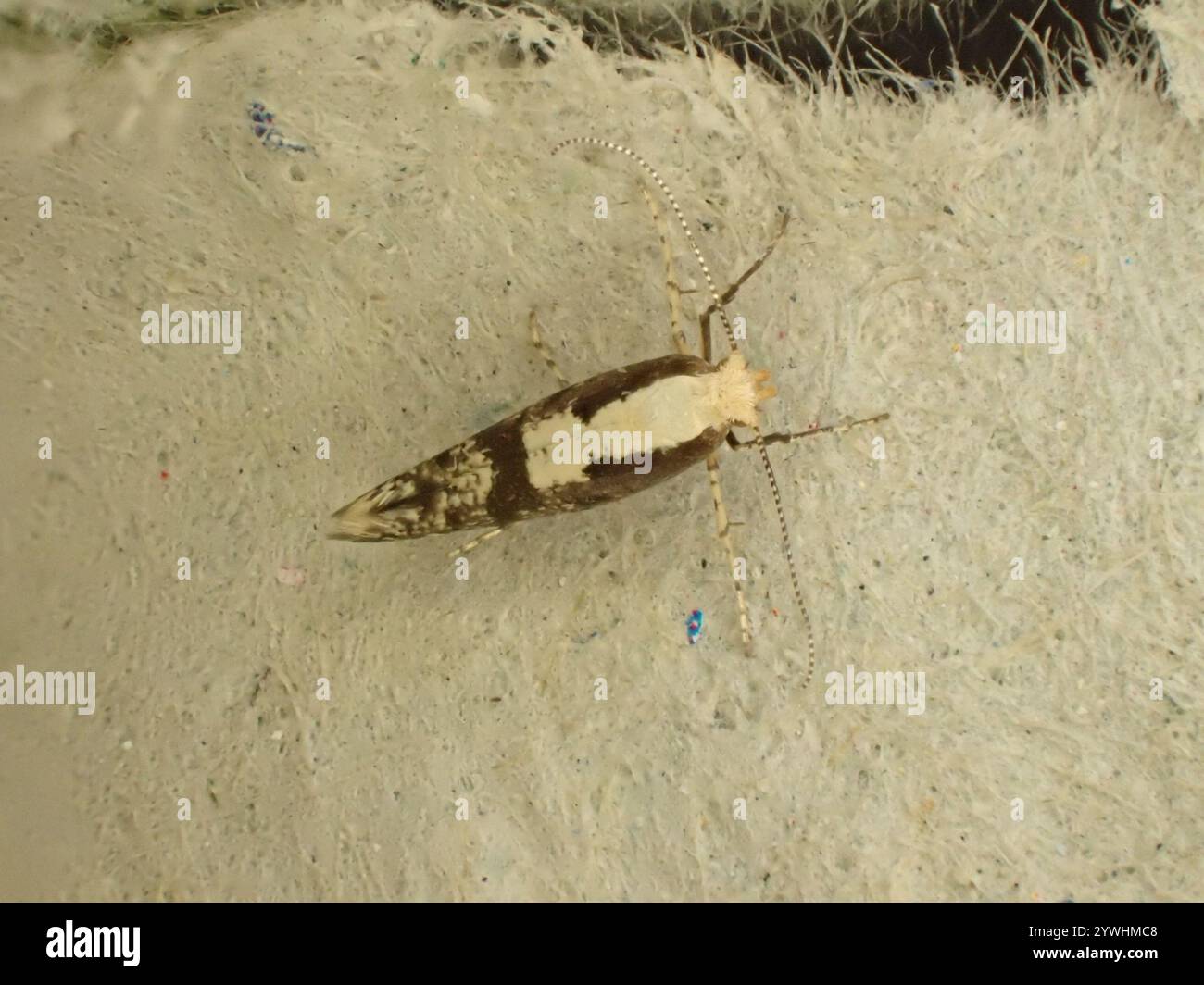 Apple Fruit Moth (Argyresthia conjugella Stock Photo - Alamy