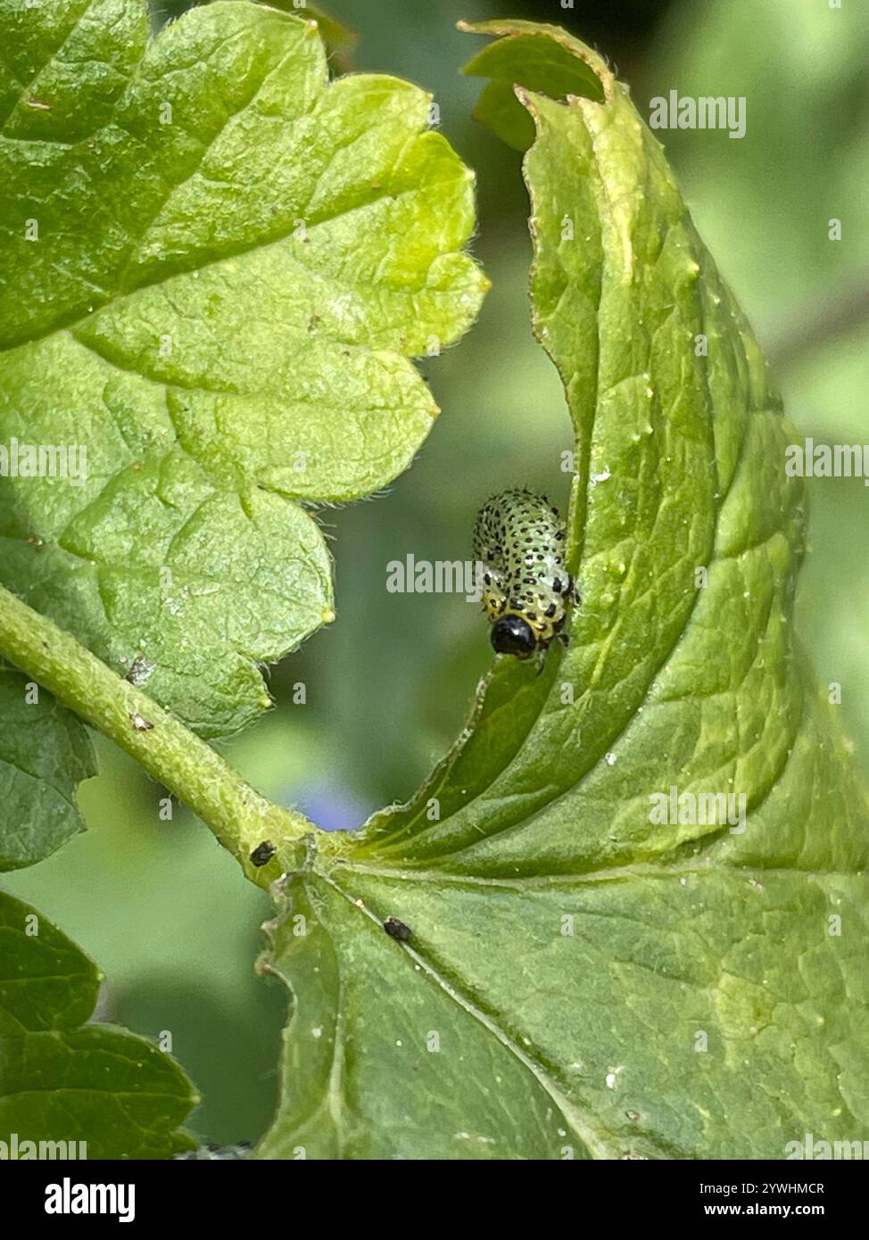 Imported currantworm hi-res stock photography and images - Alamy