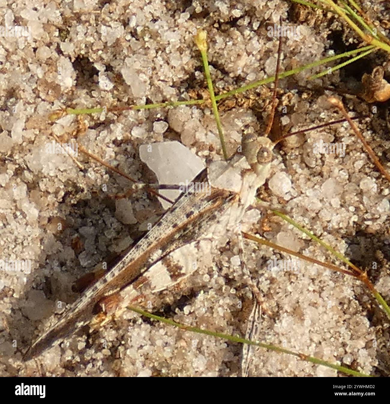 Spharagemon hi-res stock photography and images - Alamy