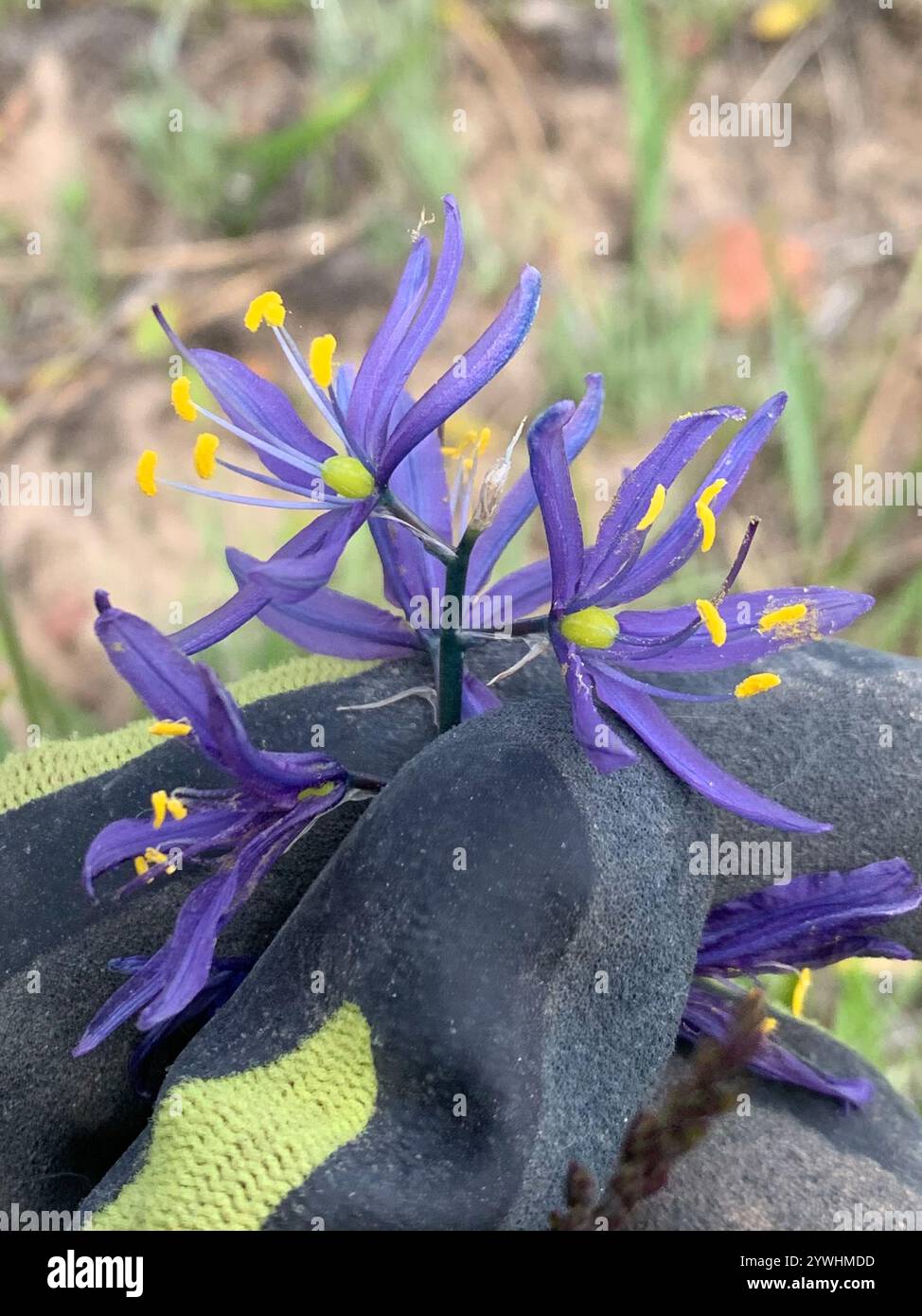 small camas (Camassia quamash Stock Photo - Alamy