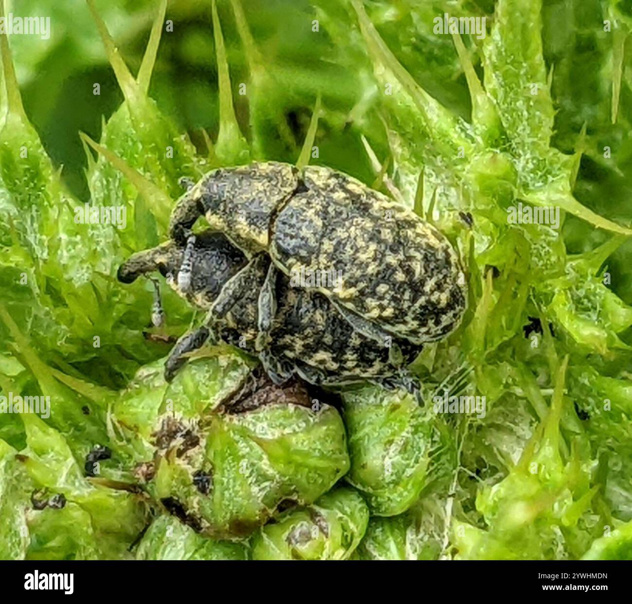 Carlinae hi-res stock photography and images - Alamy