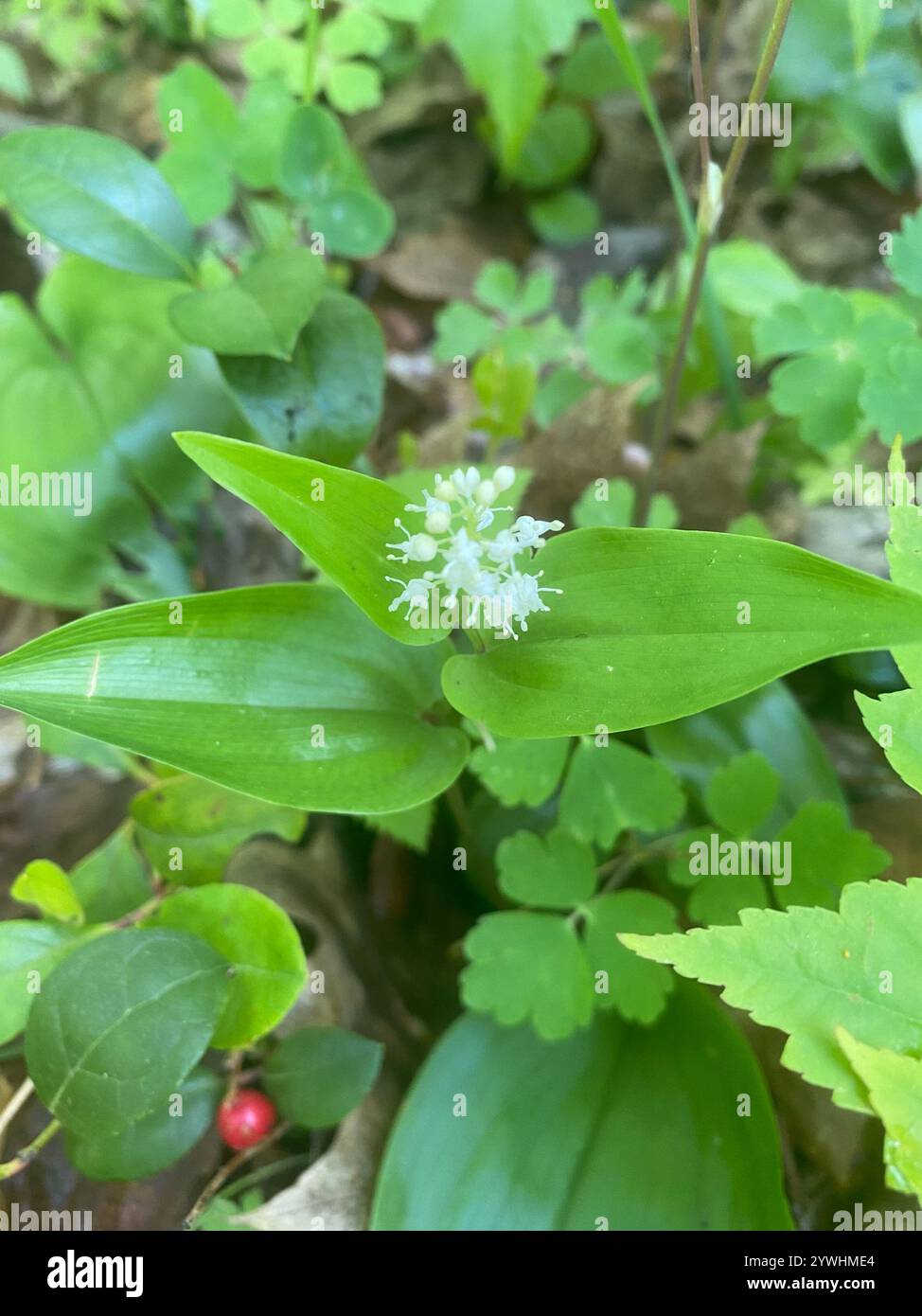 Canada mayflower (Maianthemum canadense Stock Photo - Alamy