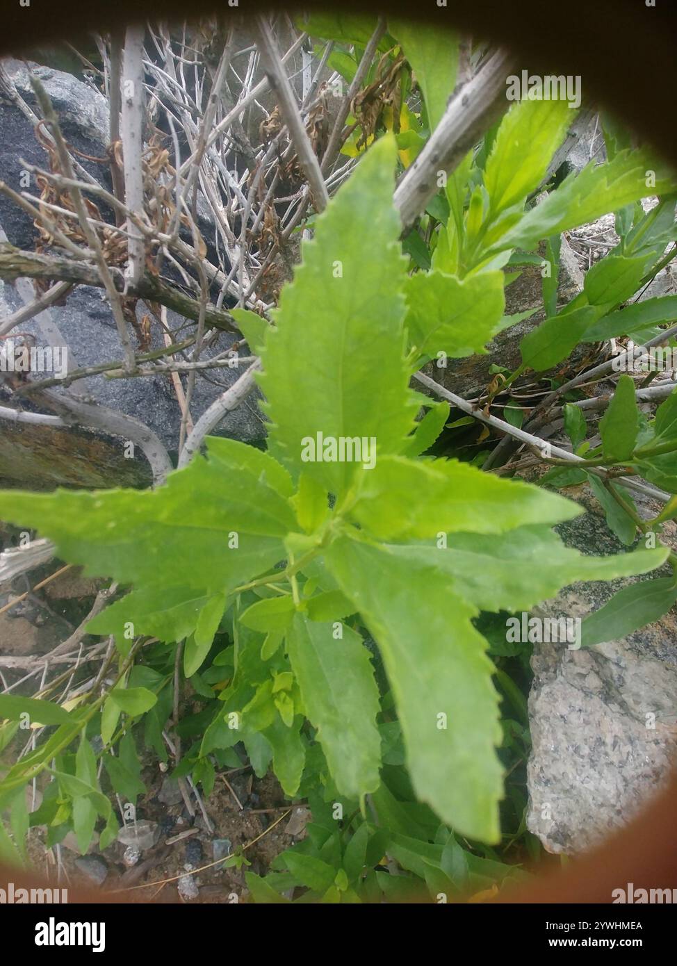 Marsh elder hi-res stock photography and images - Alamy