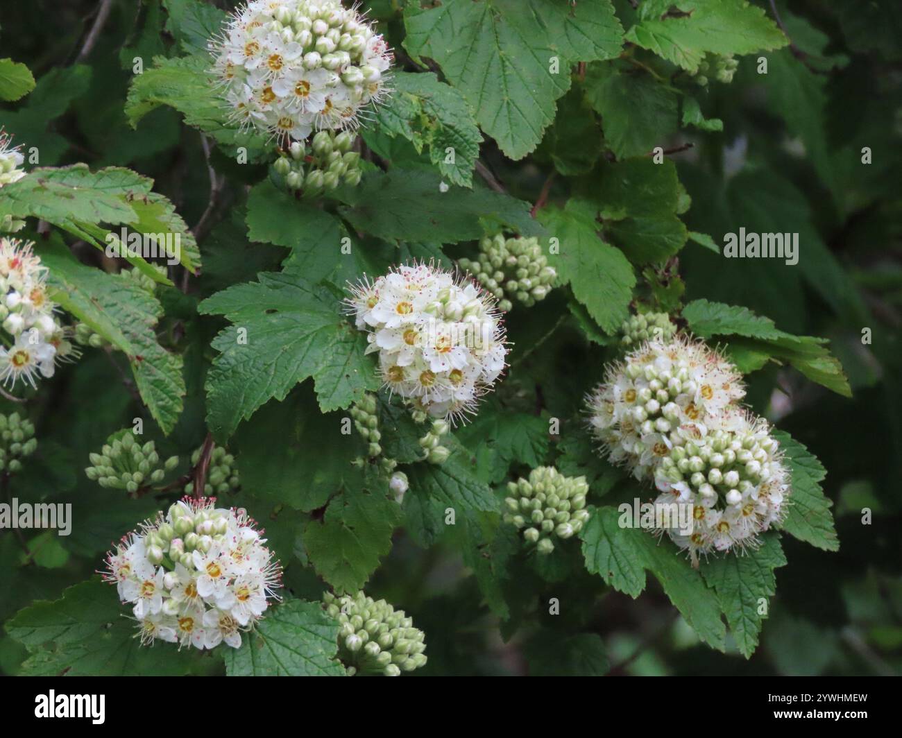 Pacific ninebark (Physocarpus capitatus Stock Photo - Alamy