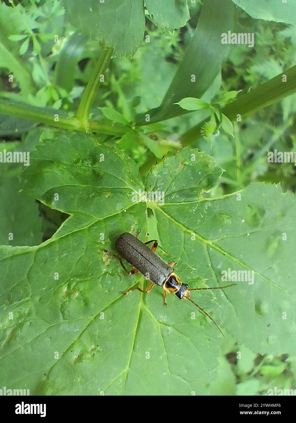 Grey Sailor Beetle (Cantharis nigricans Stock Photo - Alamy