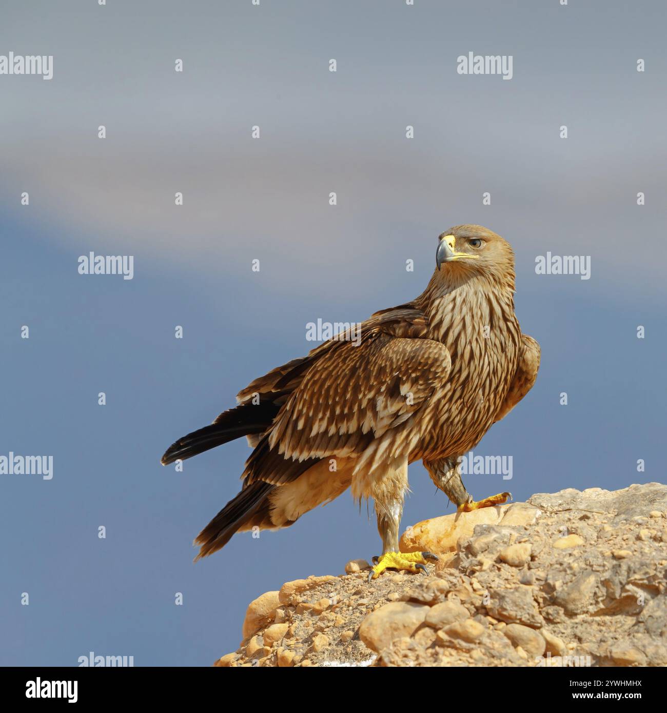 Imperial Eagle, (Aquila heliac), animals, birds, eagles, birds of prey ...