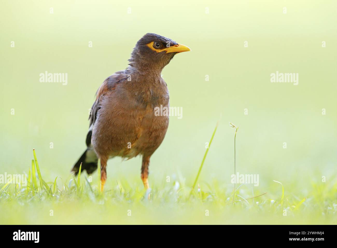 Shepherd's mynah, (Acridotheres tristis), animals, birds, perch ...
