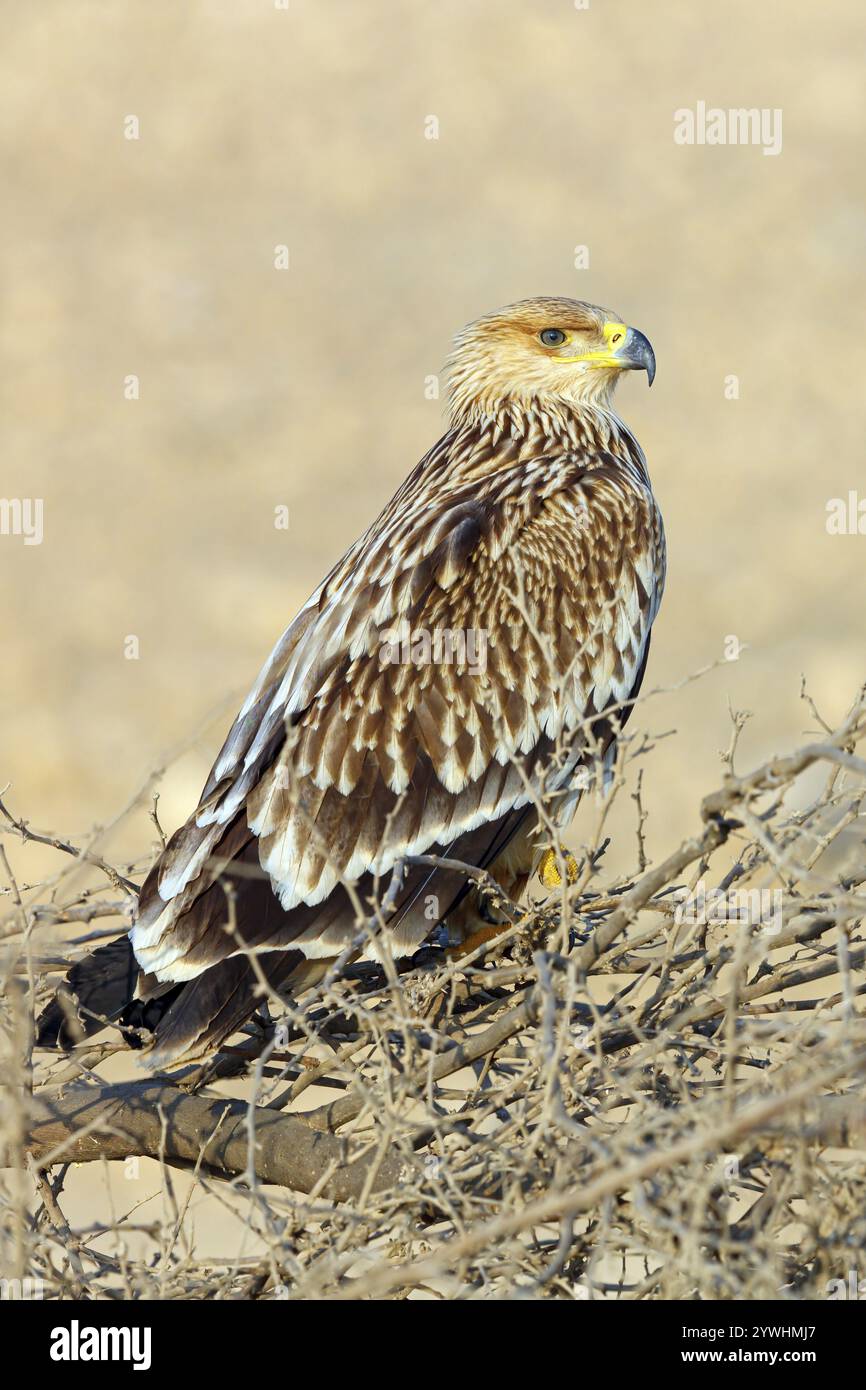 Imperial eagle, (Aquila heliac), animals, birds, eagles, birds of prey ...