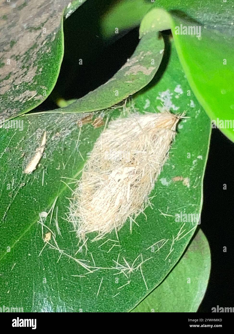 Edwards' Wasp Moth (Lymire edwardsii Stock Photo - Alamy