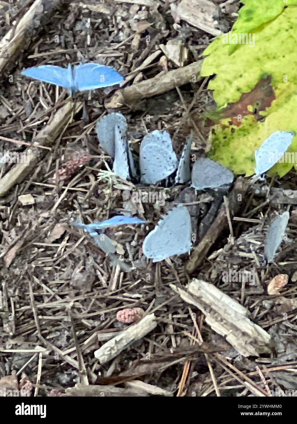 Summer Azure (Celastrina neglecta Stock Photo - Alamy