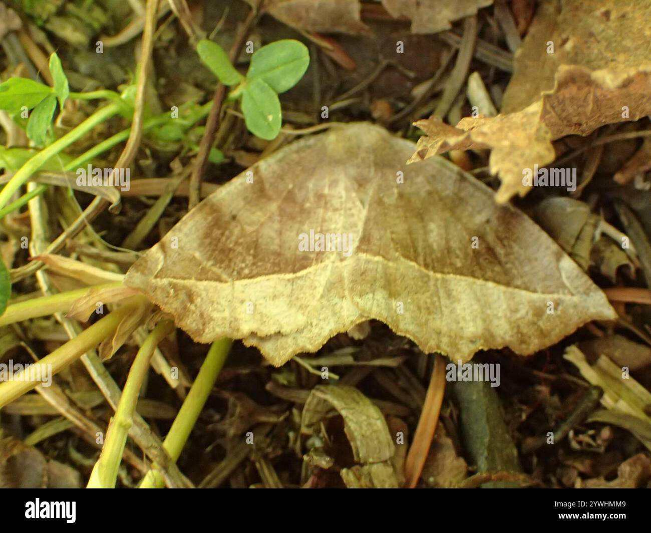 Curved-toothed Geometer Moth (Eutrapela clemataria Stock Photo - Alamy