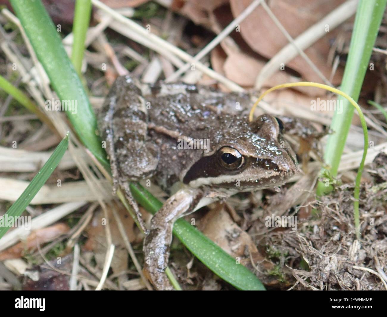 Taurus Frog (Rana macrocnemis Stock Photo - Alamy