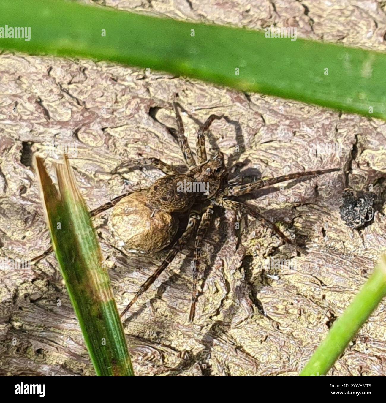 Spotted Wolf Spider (Pardosa amentata Stock Photo - Alamy