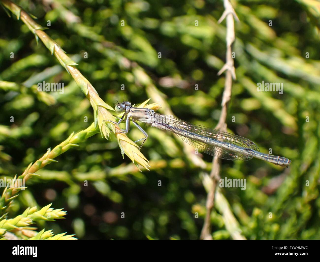 Narrow-winged Damselflies (Coenagrionidae Stock Photo - Alamy