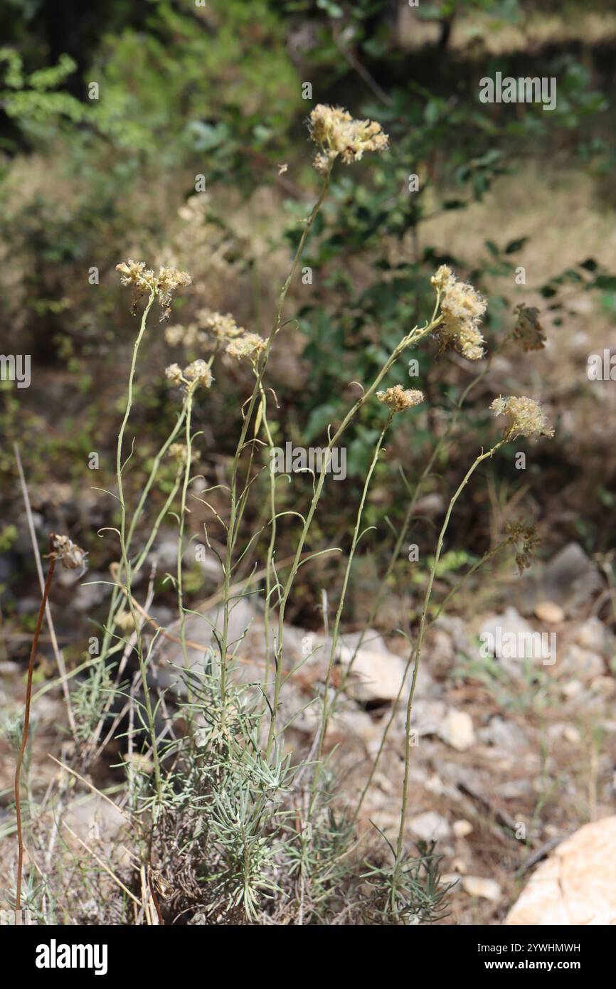 curry plant (Helichrysum italicum Stock Photo - Alamy