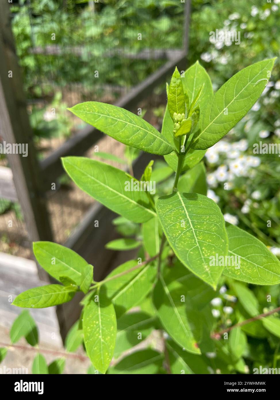 hemp dogbane (Apocynum cannabinum Stock Photo - Alamy
