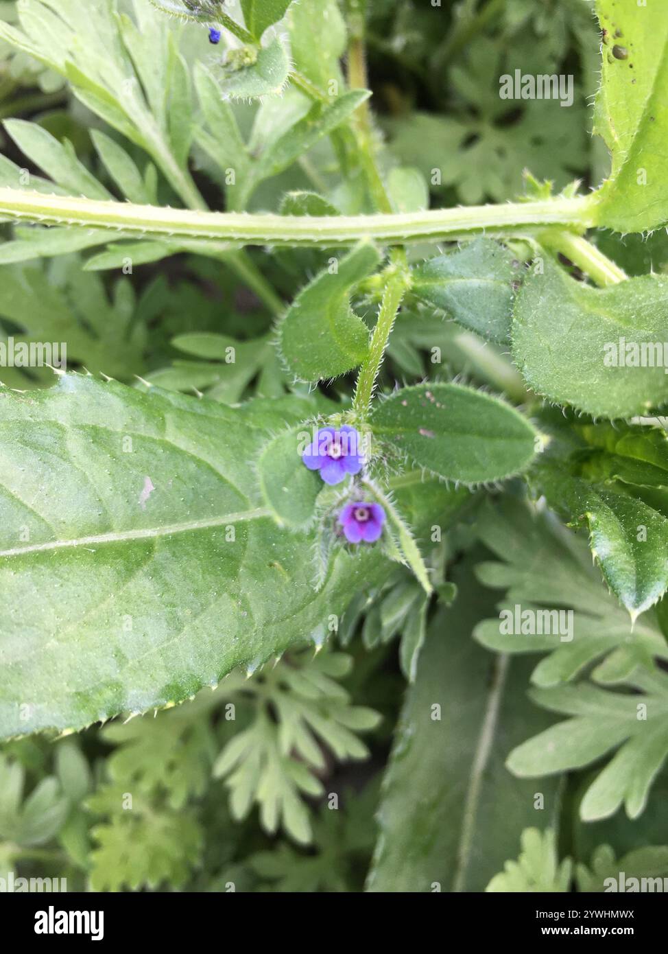 Asperugo procumbens hi-res stock photography and images - Alamy