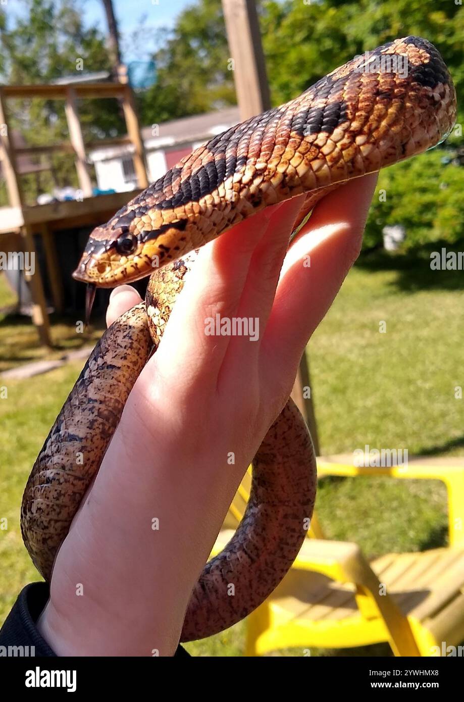 Eastern Hognose Snake (Heterodon platirhinos Stock Photo - Alamy